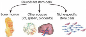 Stem Cells of Utah - stemcellsofutah.com